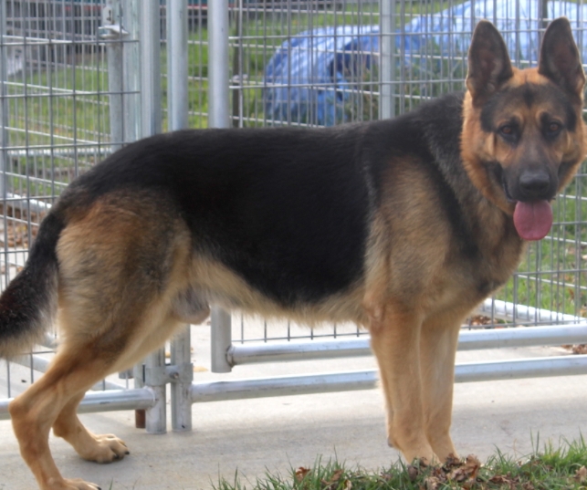 straight back german shepherd - dvguy