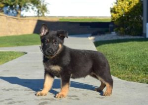 miniature german shepherd puppies for sale - dvguy