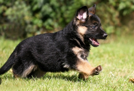 jarman safed - dvguy